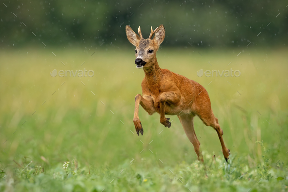 Running Buck